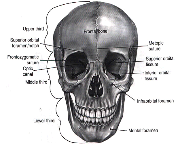 Management of facial trauma-Mid-face Injury-Oral and Maxillofacial ...