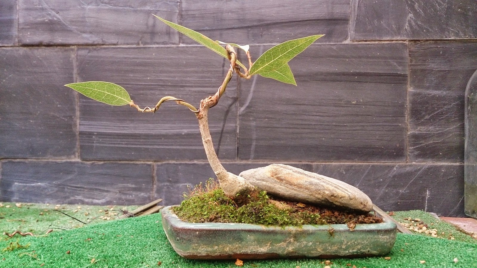 EXPRÉSION BONSÁI .....: Los pequeños olvidados