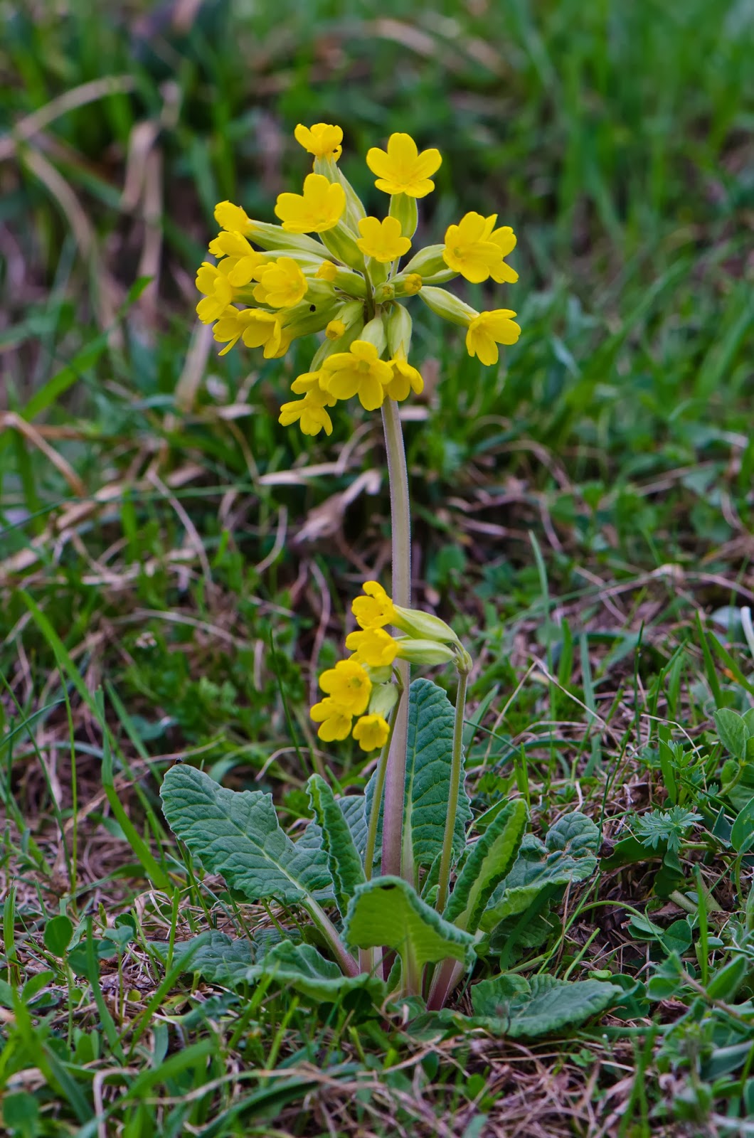 Flores y Paisajes de Asturias : Primula veris