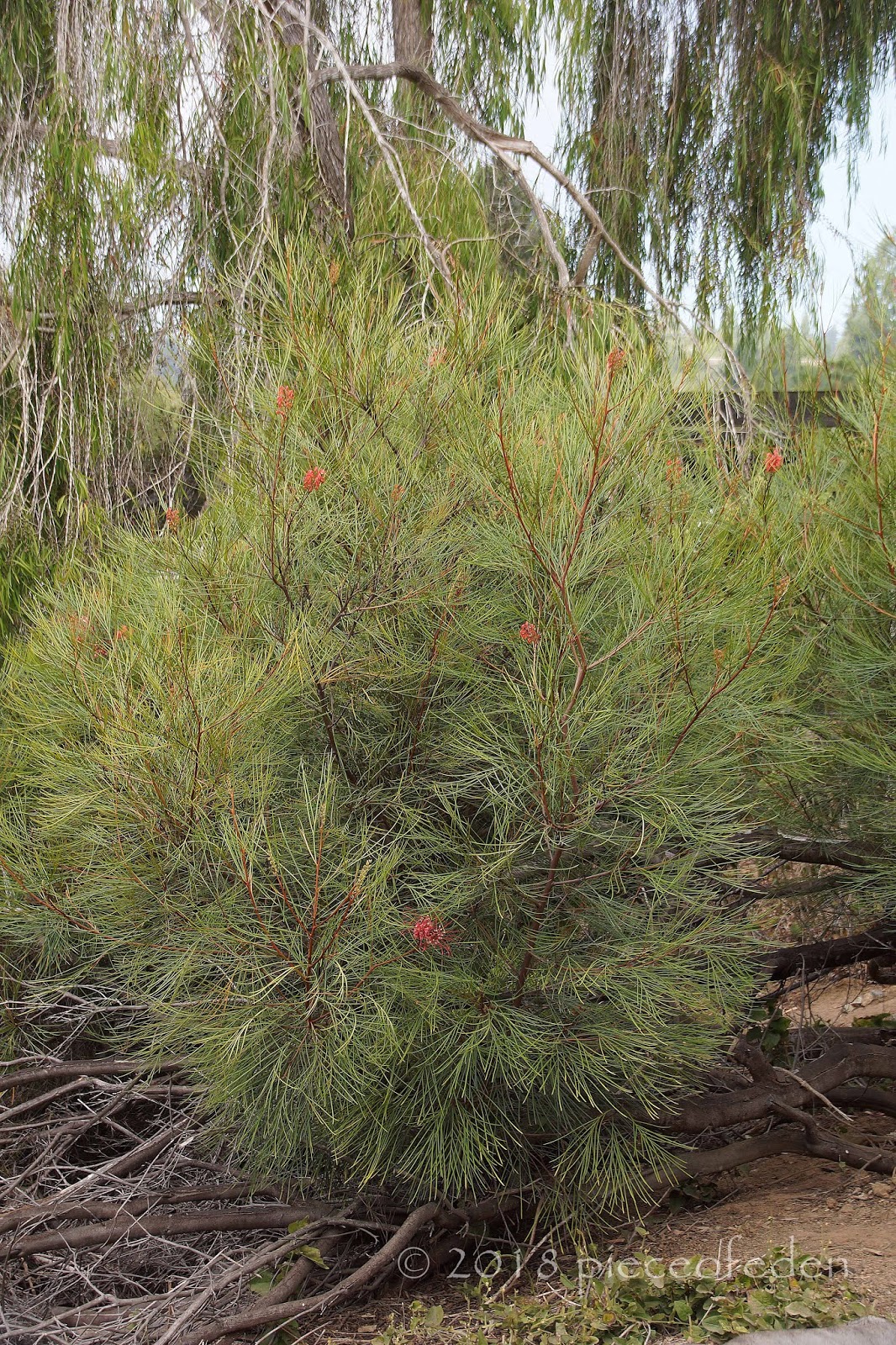 A Visit To UC Santa Cruz Arboretum