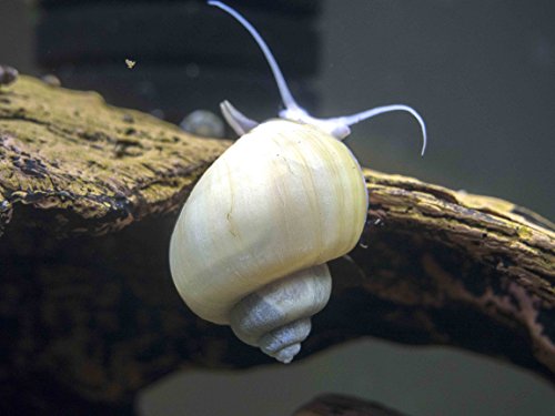 Ivory Snail (Pomacea bridgesii)