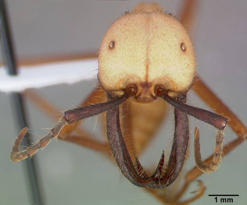 The most dangerous ants in the world