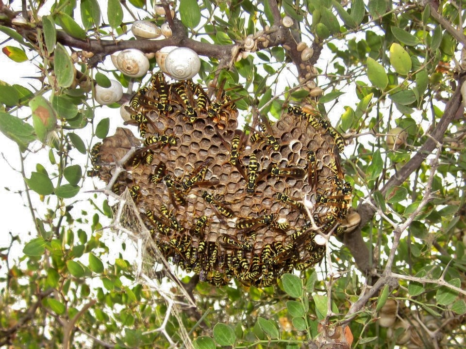 Biodiversity of Cyprus by NGO Protection of the Natural Heritage and ...
