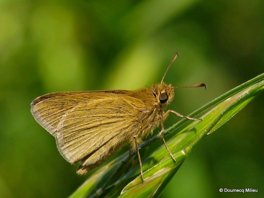 Mis Mariposas: Familia Hesperiidae
