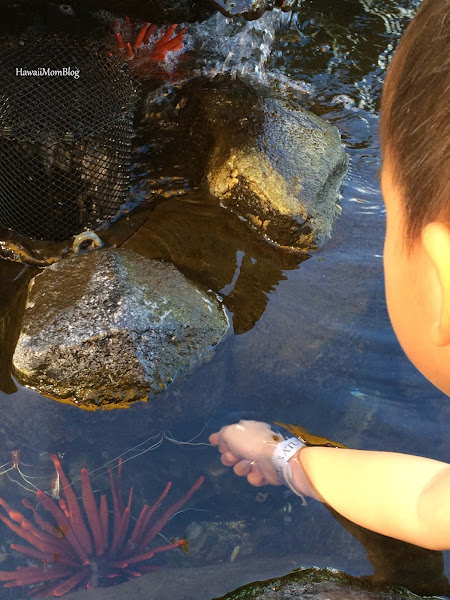 Hawaii Mom Blog: Sea Life Park's New Discovery Reef Touch Pool