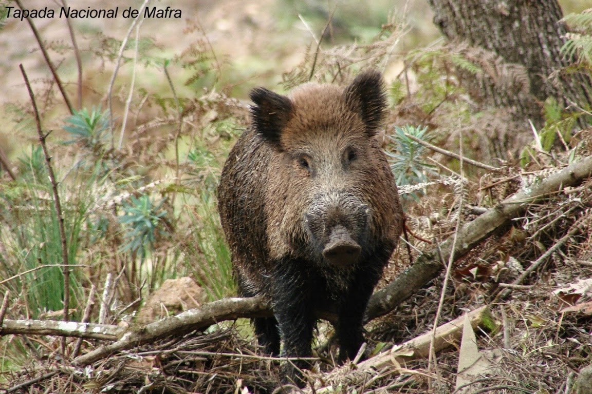 LER A FAUNA: o javali (Sus scrofa)