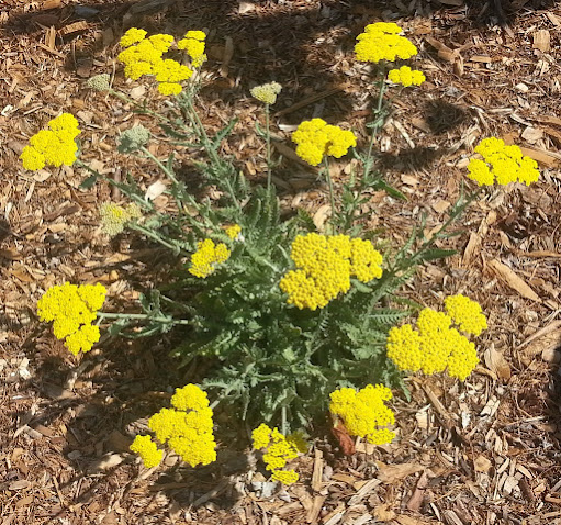 The 2 Minute Gardener: Photo - Yellow Yarrow (Achillea millefolium sp ...