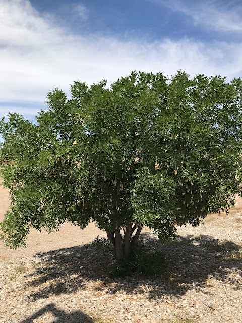 Texas Mountain Laurel: Small Tree, Big Personality