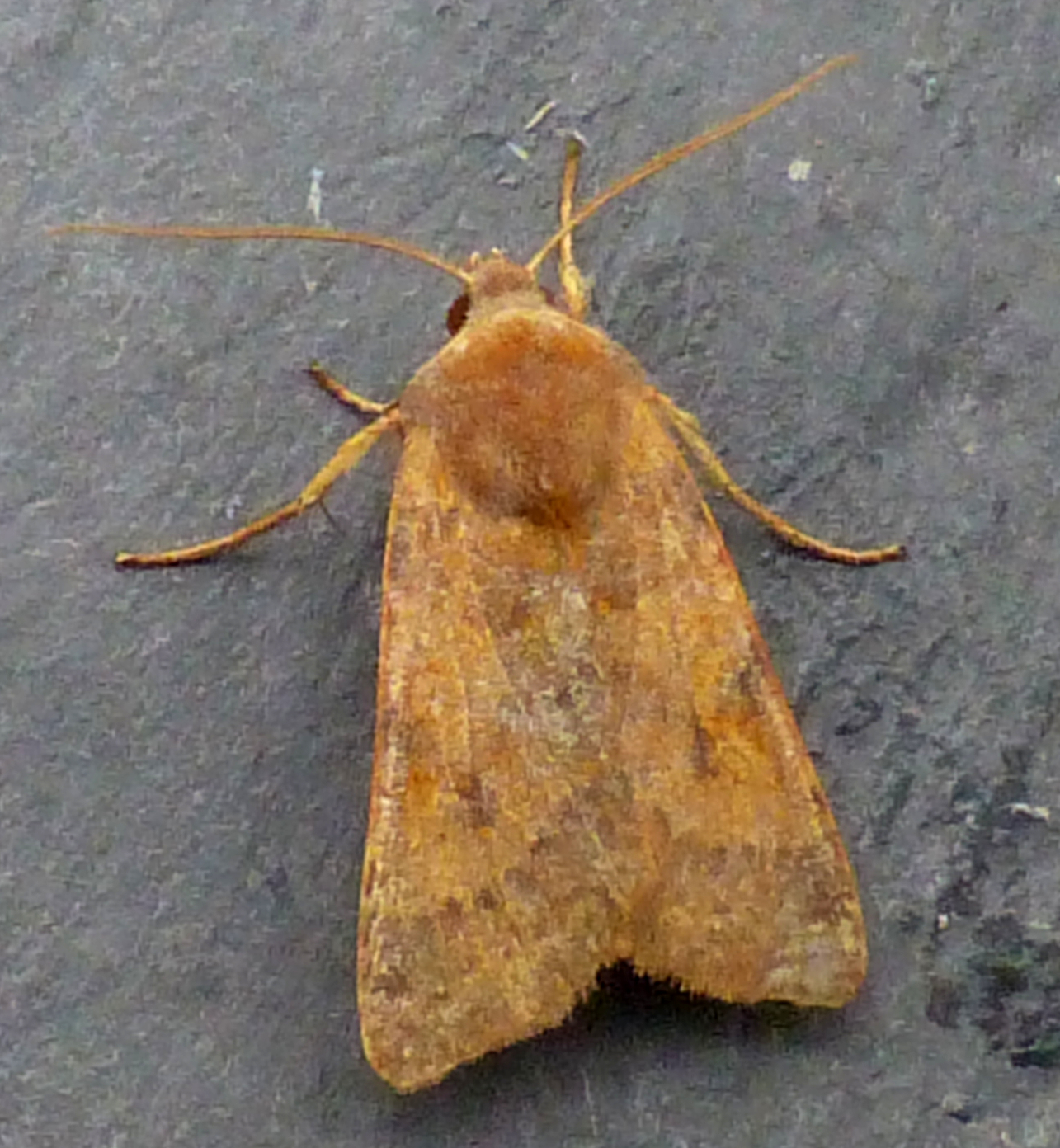 Ceredigion Moths: Flounced Chestnut