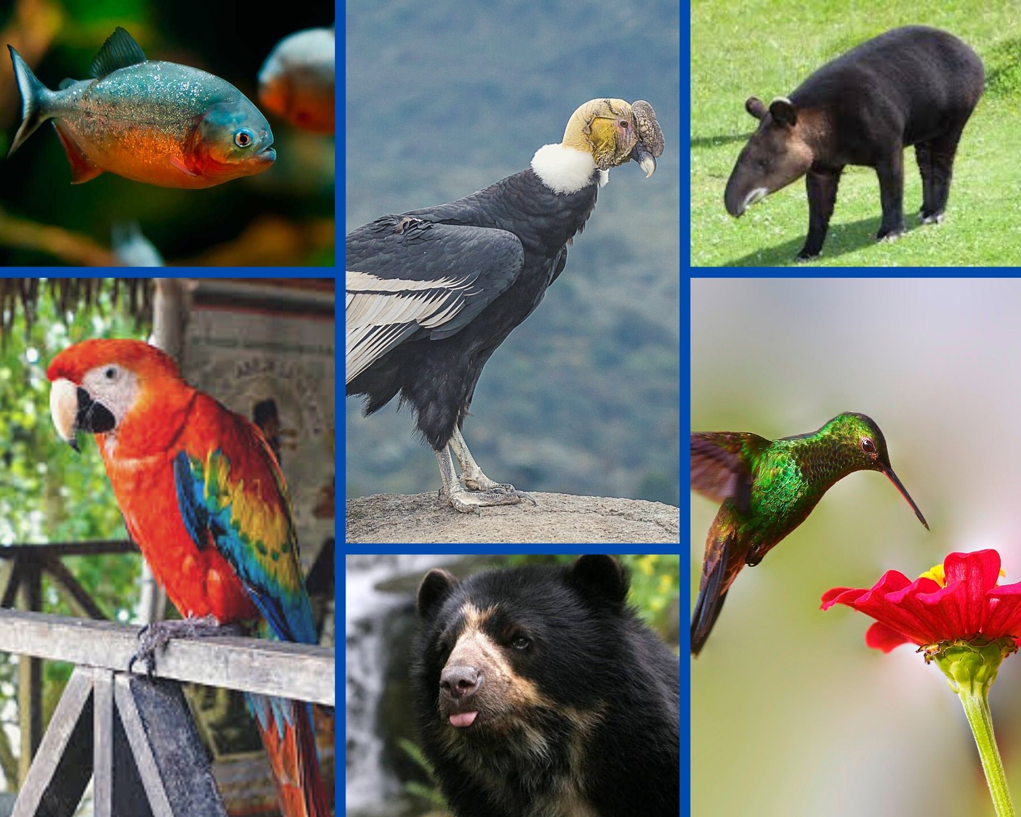 PRESERVACIÓN DE LA BIODIVERSIDAD COLOMBIANA: FAUNA COLOMBIANA
