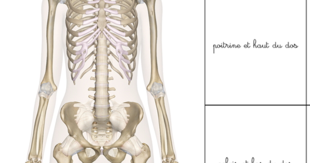 DIY Montessori: Le système squelettique