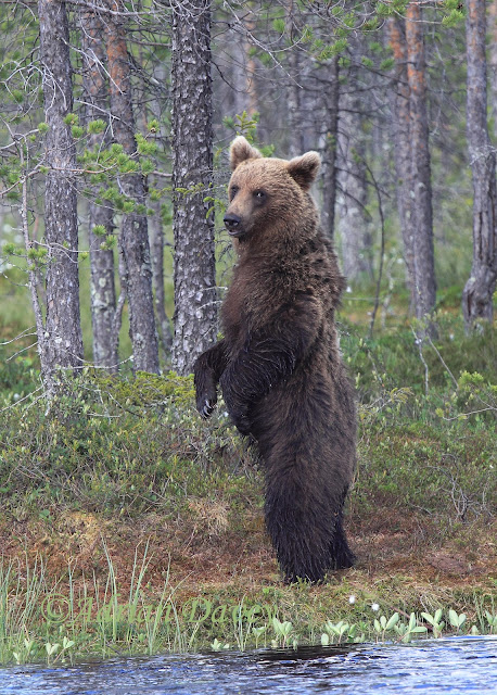 Adrian Davey Wildlife Photography Diary: Bears in Finland