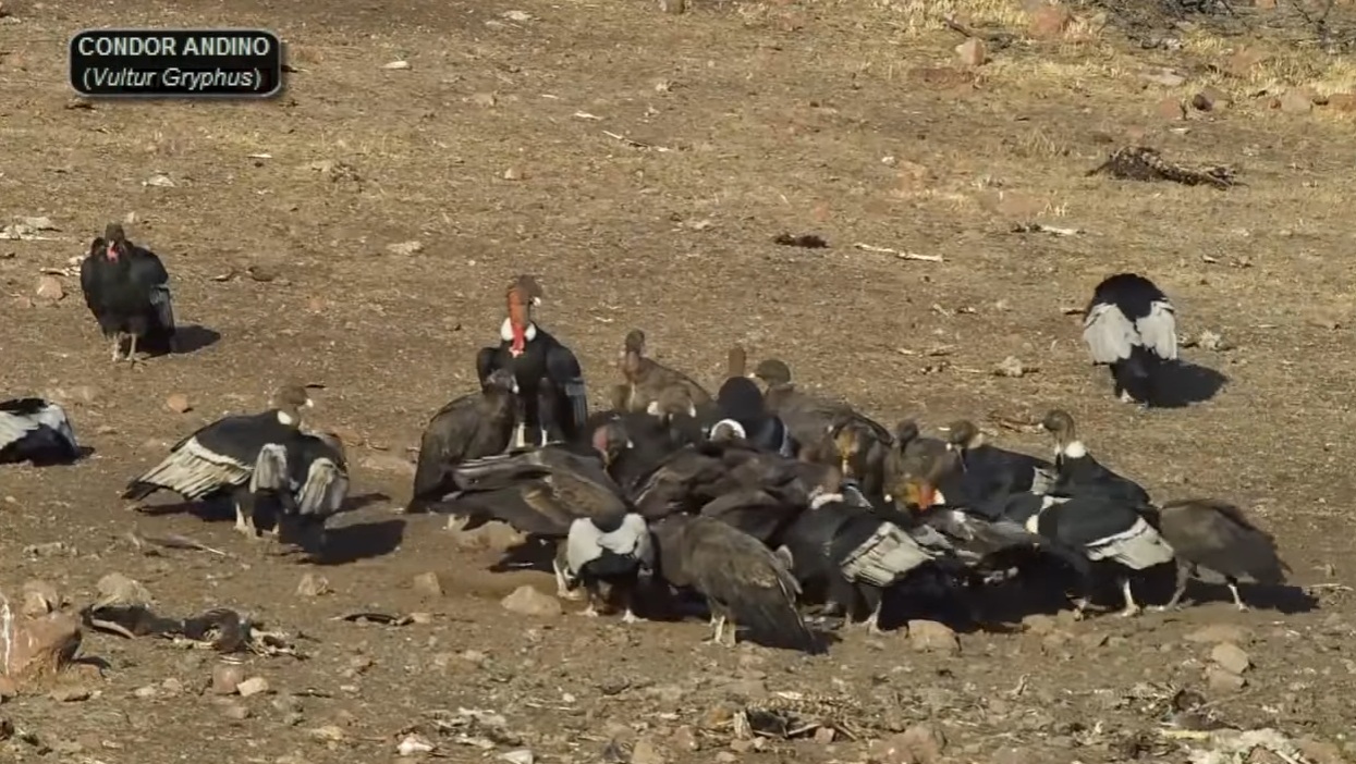 especies chilenas: Las faenas del Cóndor (Vultur gryphus)