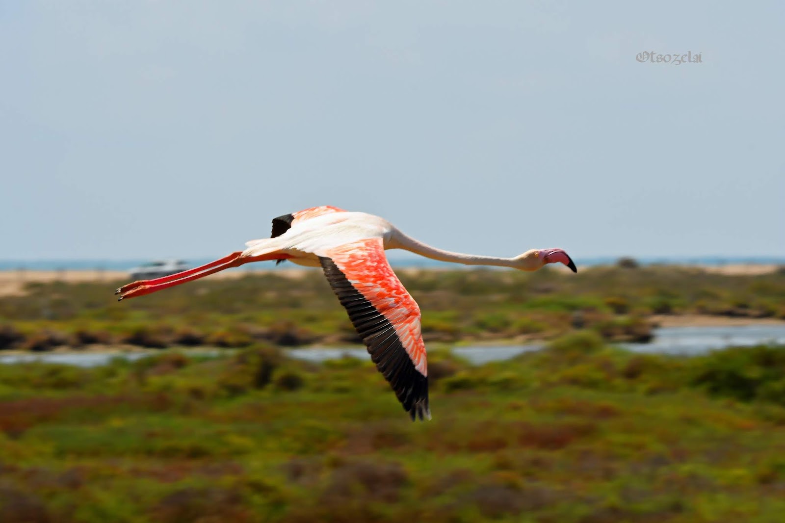 Nómadas de la imagen: FLAMENCO VOLANDO.