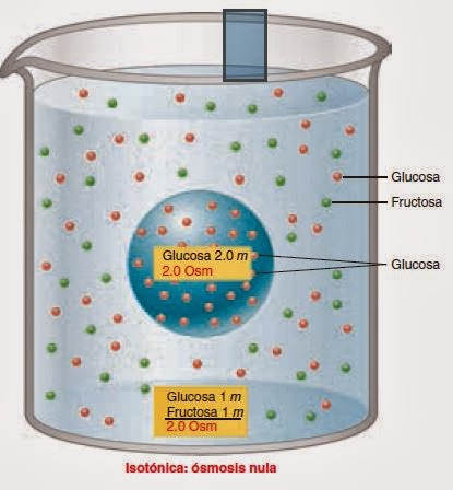 Conceptos: ósmosis, presión osmótica, Molaridad, Molalidad y ...