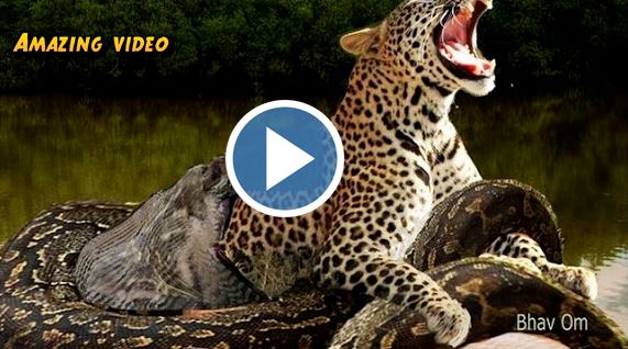 King of animals was lose of snake (snake eat tiger) | happy