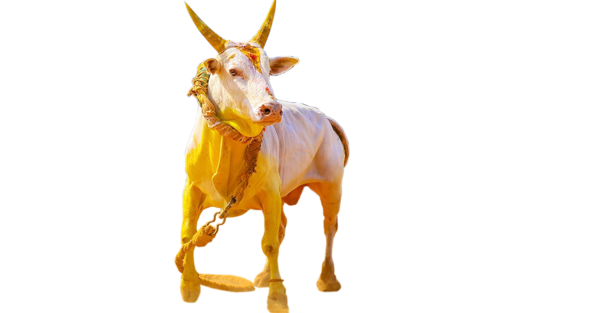 திருச்சி K K . செல்வக்குமார் அவர்களுடைய காளை வெள்ளை குட்டை | KK ...