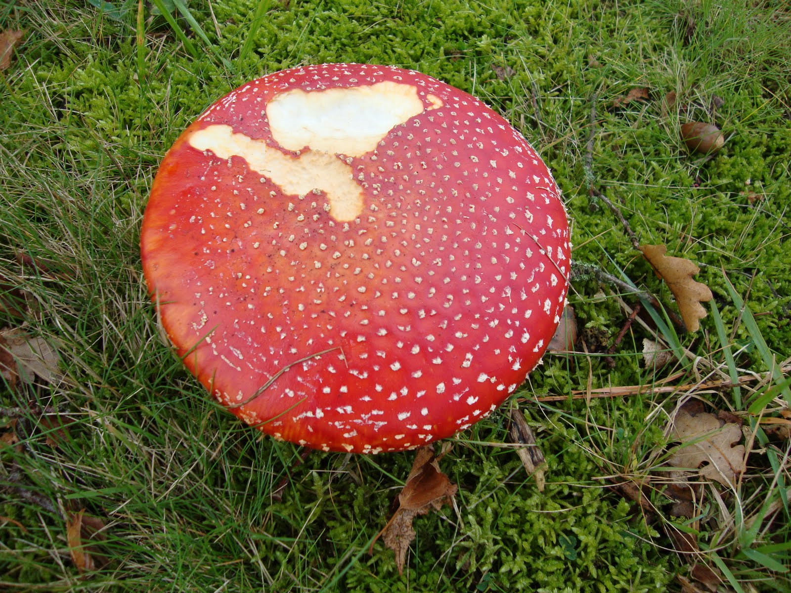 The Cranberry Chronicle: Red toadstools...amanita muscaria