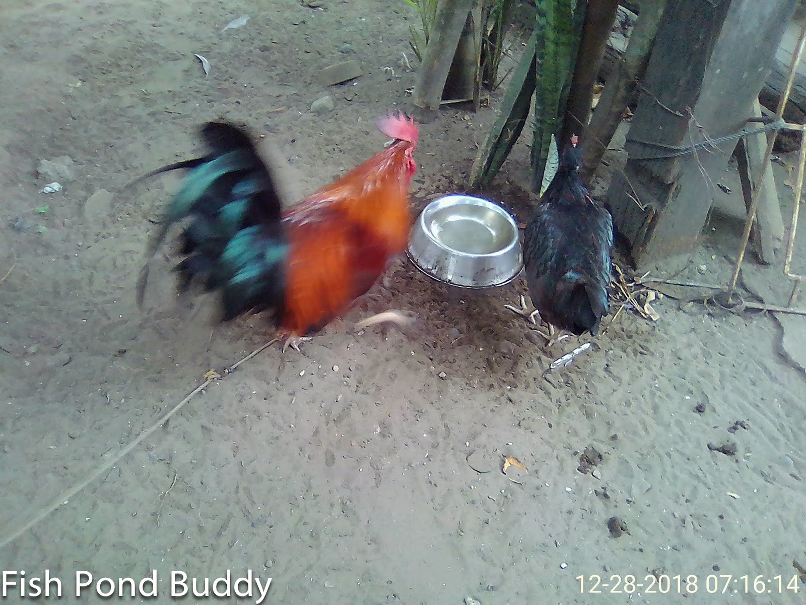 Fish Pond Buddy: Raising Native Chickens at the Milkfish (Bangus) Farm