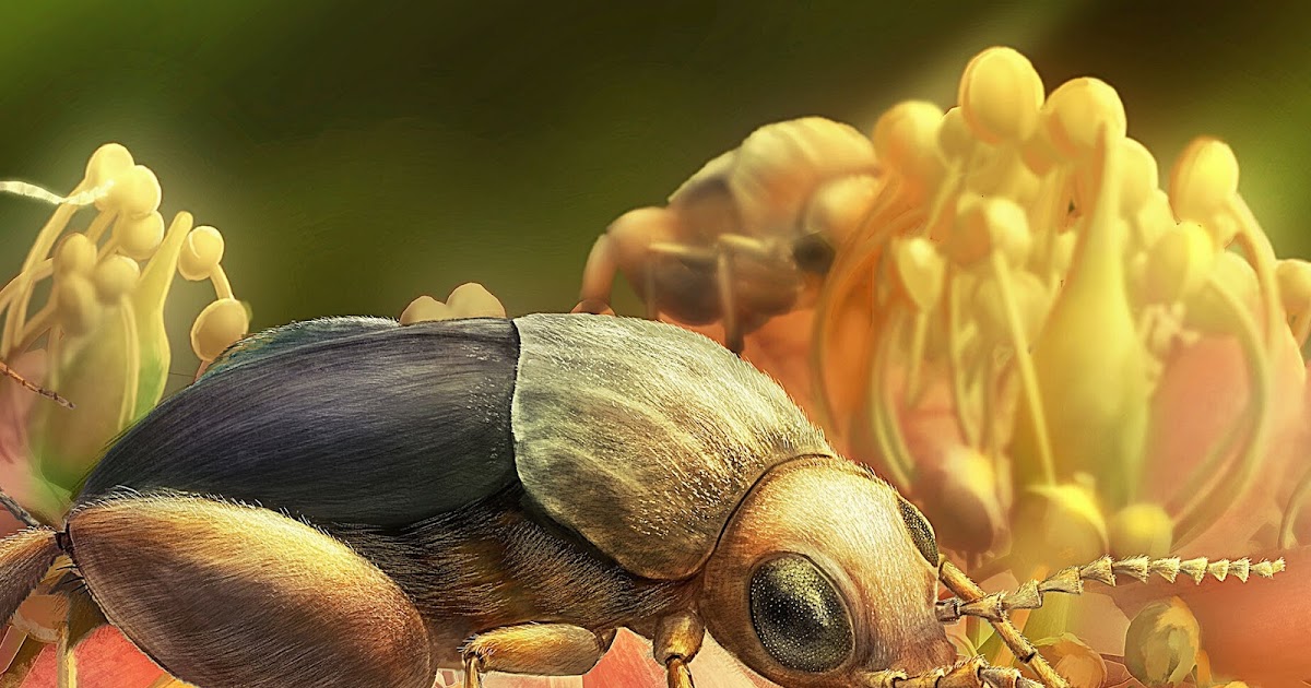 Species New to Science: [PaleoEntomology • 2019] Angimordella burmitina ...