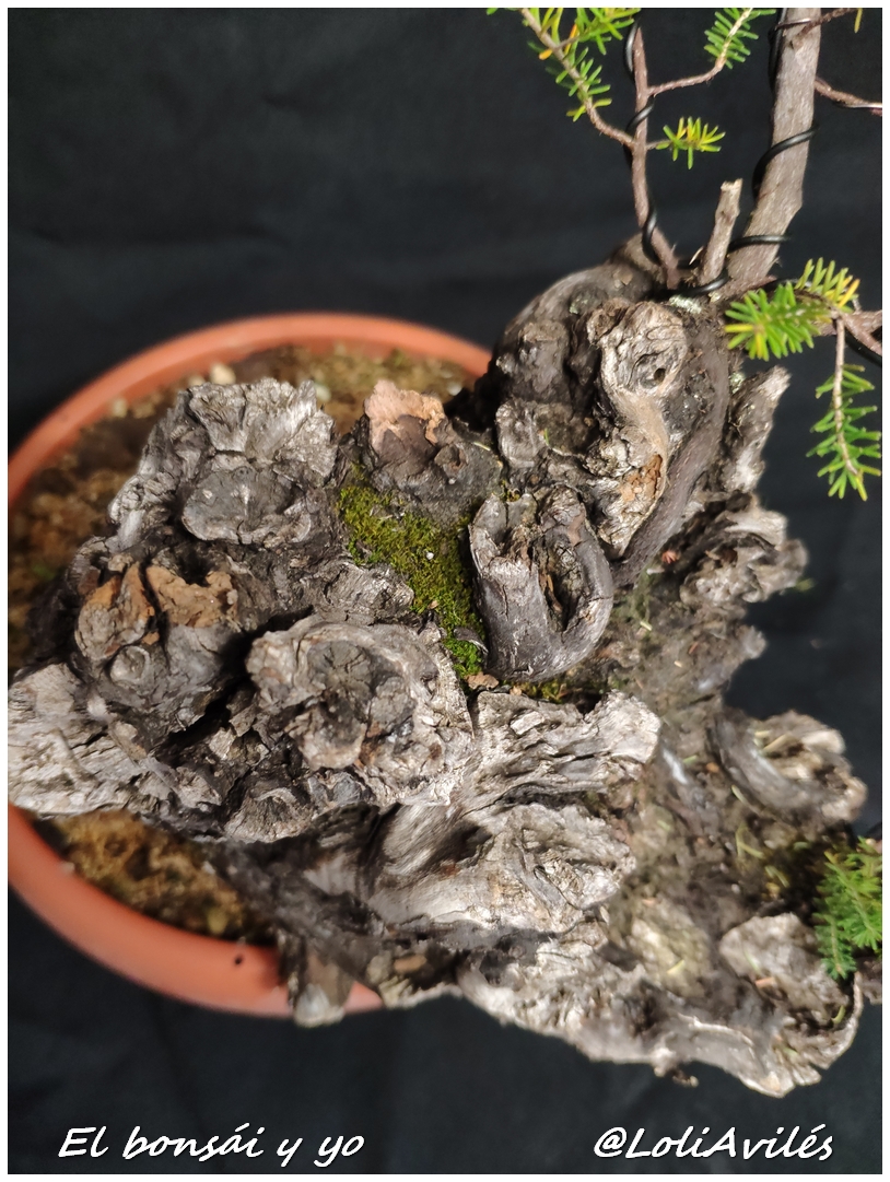 Erica arborea: presentación y primeros pasos - El bonsái y yo