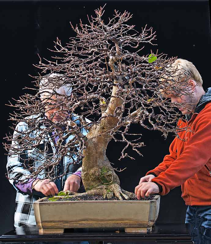 Walter Pall Bonsai Adventures: Linden #1