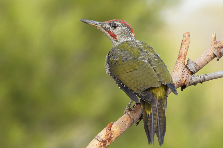Pasión por las aves: Pito real.(Picus viridis)