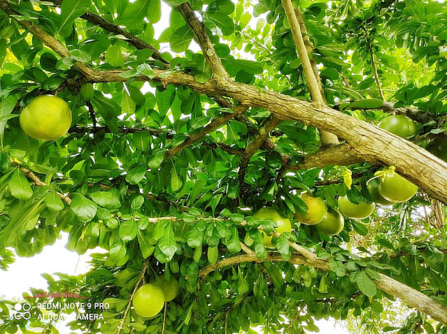 Berkenalan dengan Buah Labu Kayu @ Buah Maja @ Delima Batu @ Applewood ...