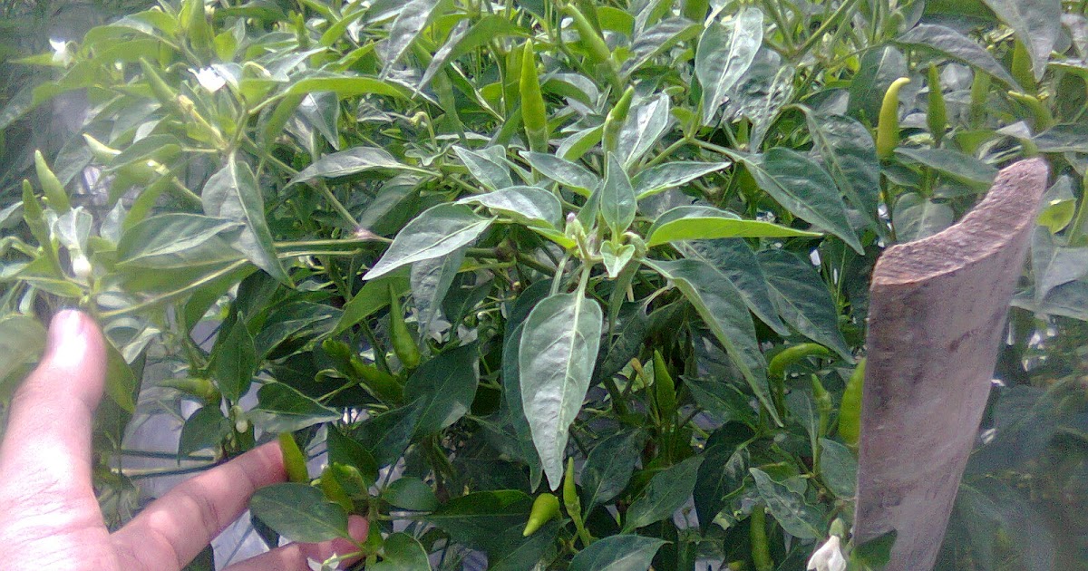 Imbibisi Dalam Penanaman CABE (Imbibisi Biji Saat Perkecambahan ...