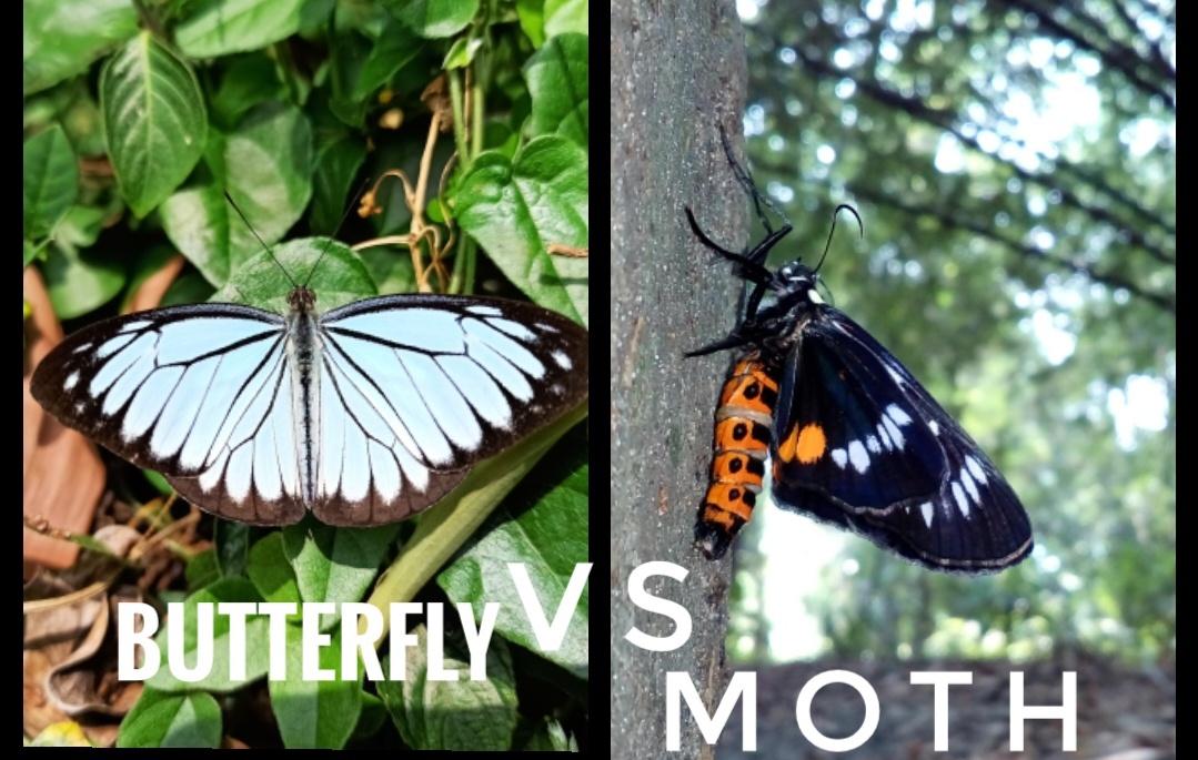 7+ points to help you in differentiation of Butterflies and Moths