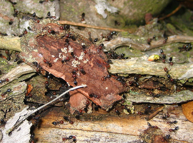 El Blog de COPLAGA: Hormigas: especies más representativas (II)