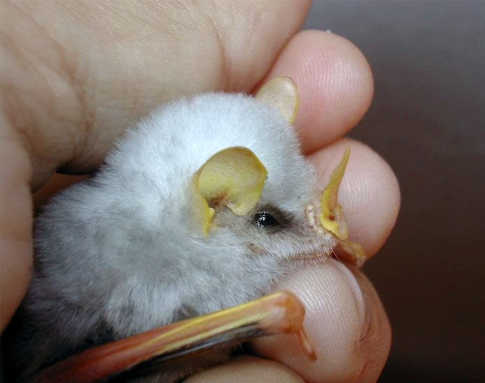 Rare Animal Babies You've Probably Never Seen Before