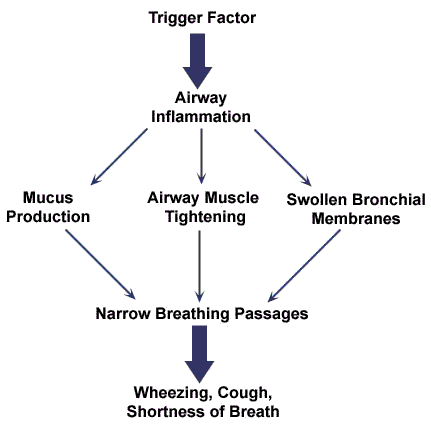 MEKANISME WHEEZING - Iswary Halwadini