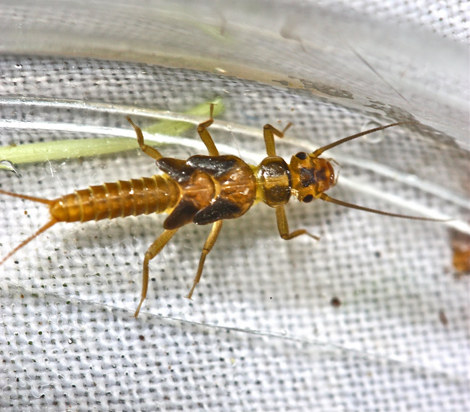 Aquatic Insects of Central Virginia: The Perlodid stonefly, genus ...
