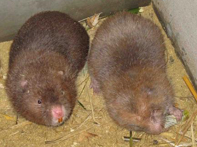 Dúi thịt | Dúi giống TP HCM: Con dúi bao nhiêu tiền? - Dúi bao nhiêu 1kg?