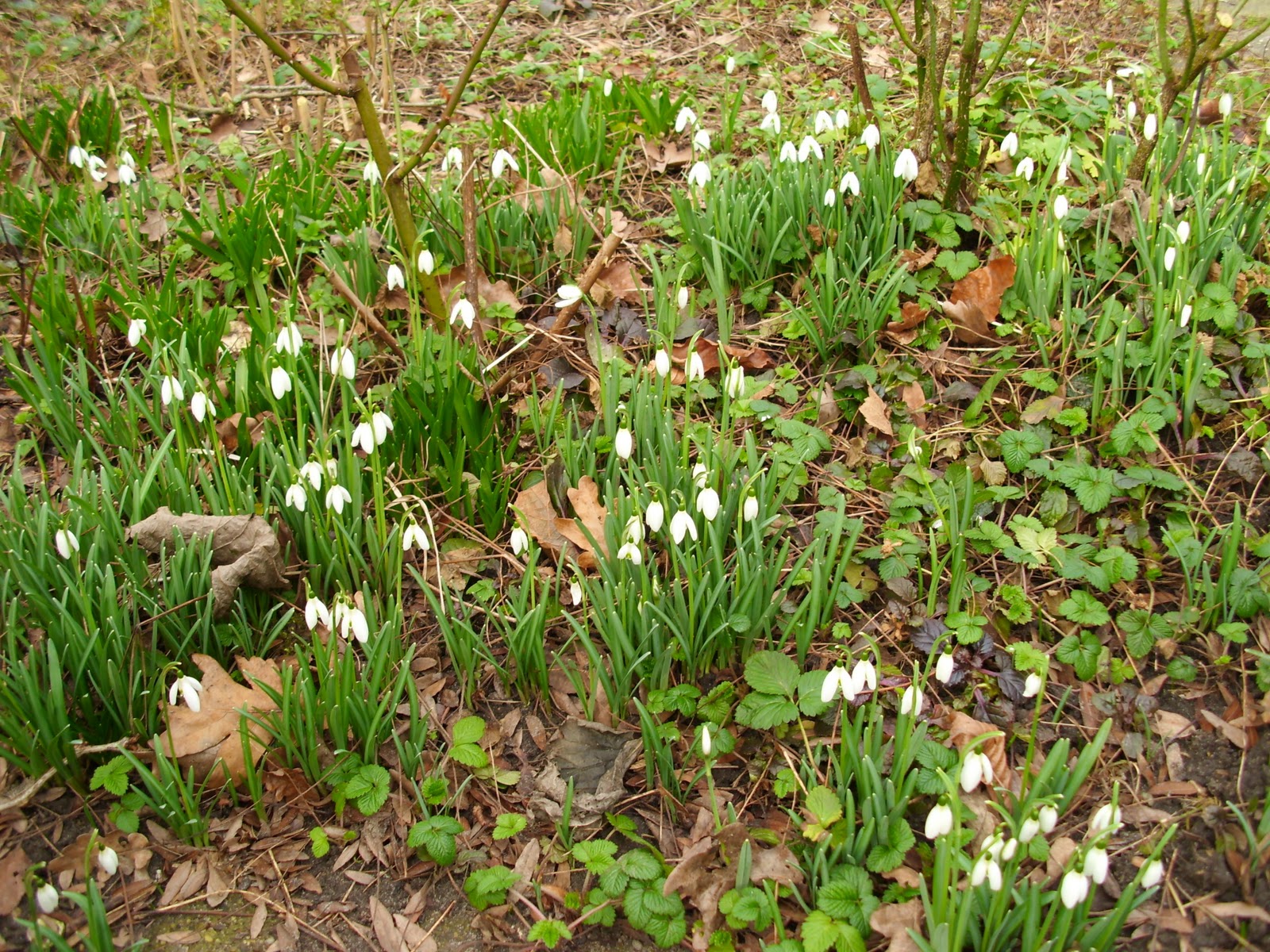 Sunshine and Shadow: Sneeuwklokjes in een kale tuin.