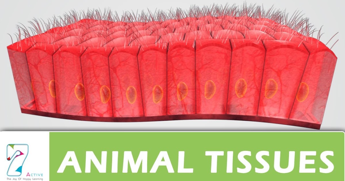 SCIENCE: Animals tissues