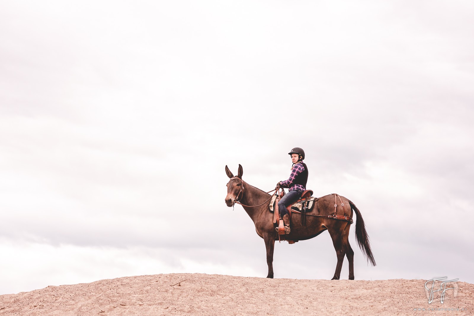 Mule Project: Galloping in the sandpit and great photos by FotoFuusio!