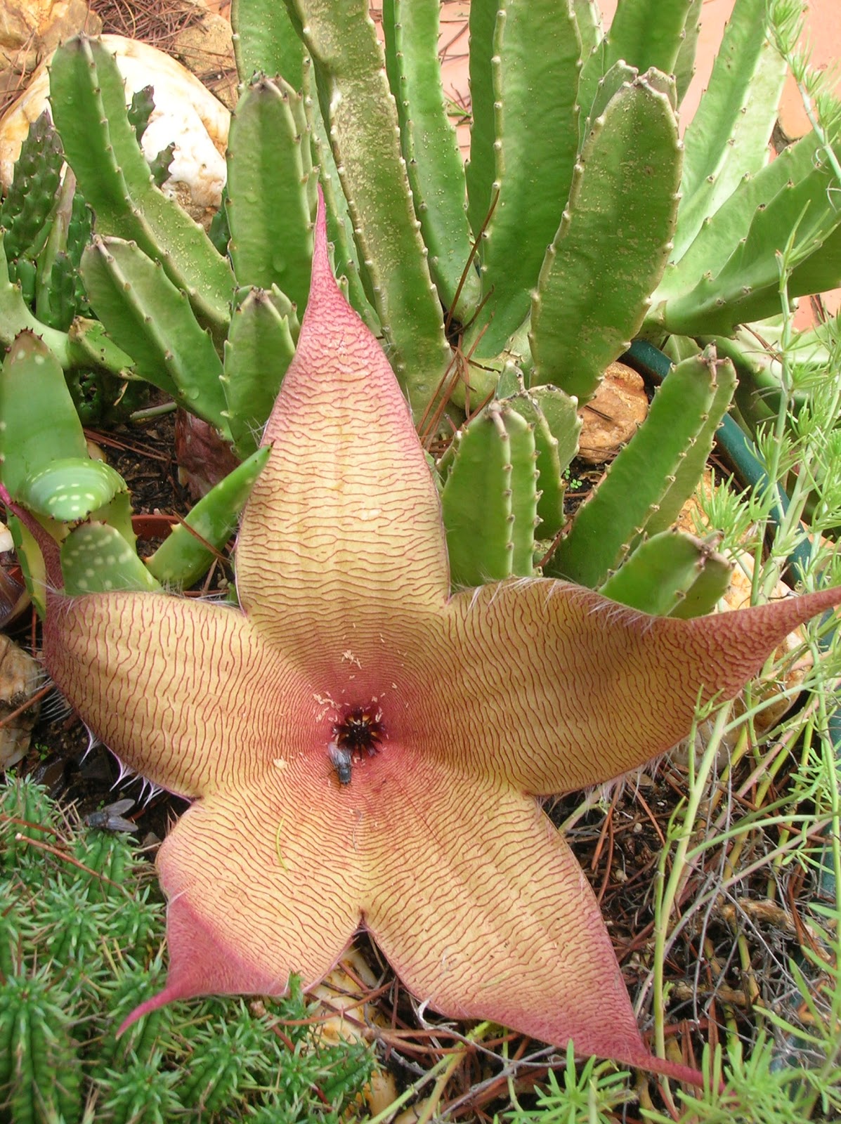Recregarden: STAPELIA GIGANTEA