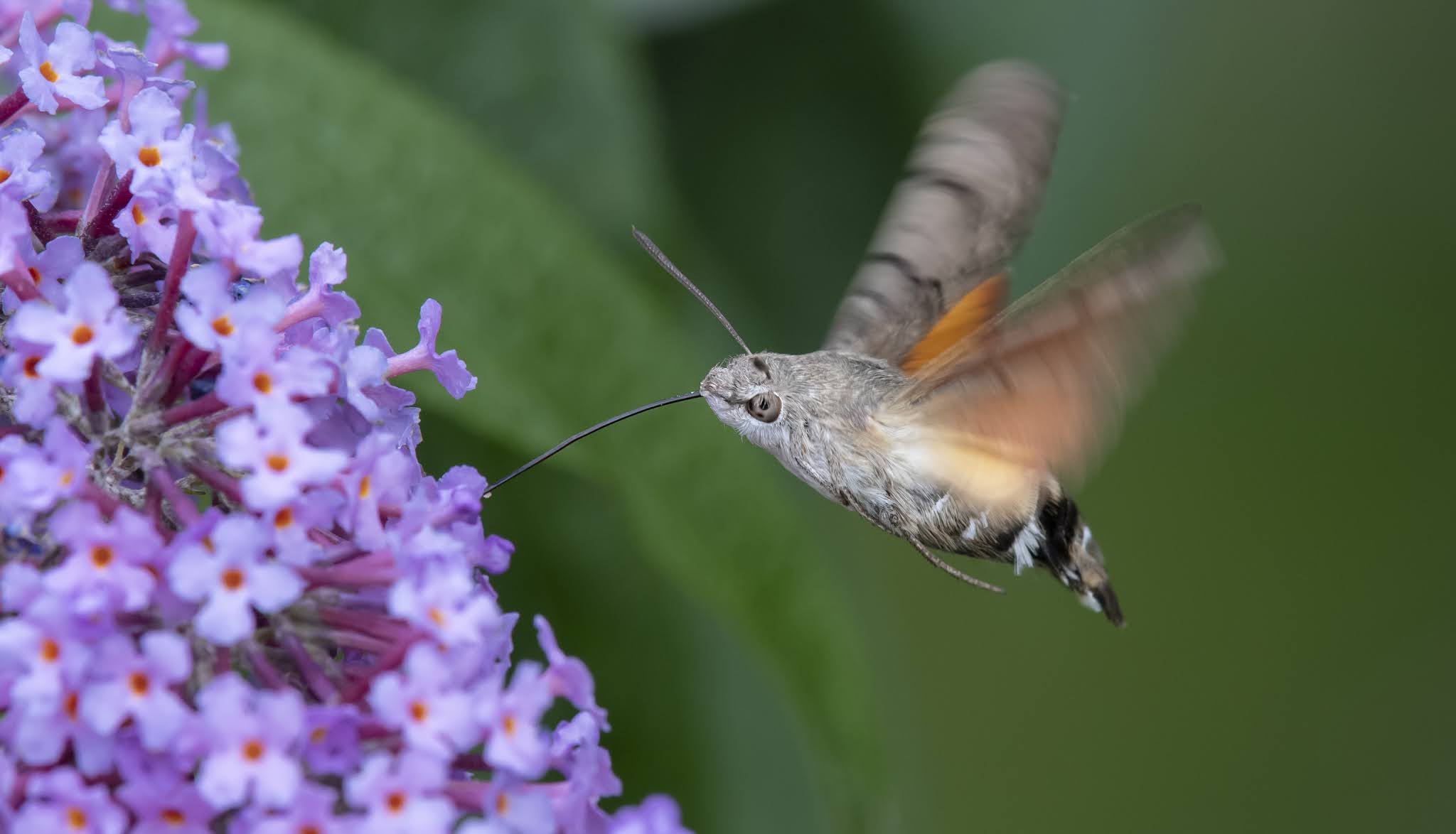 Bob's Butterfly and Bird Blog: Hummingbird Hawk-moth.