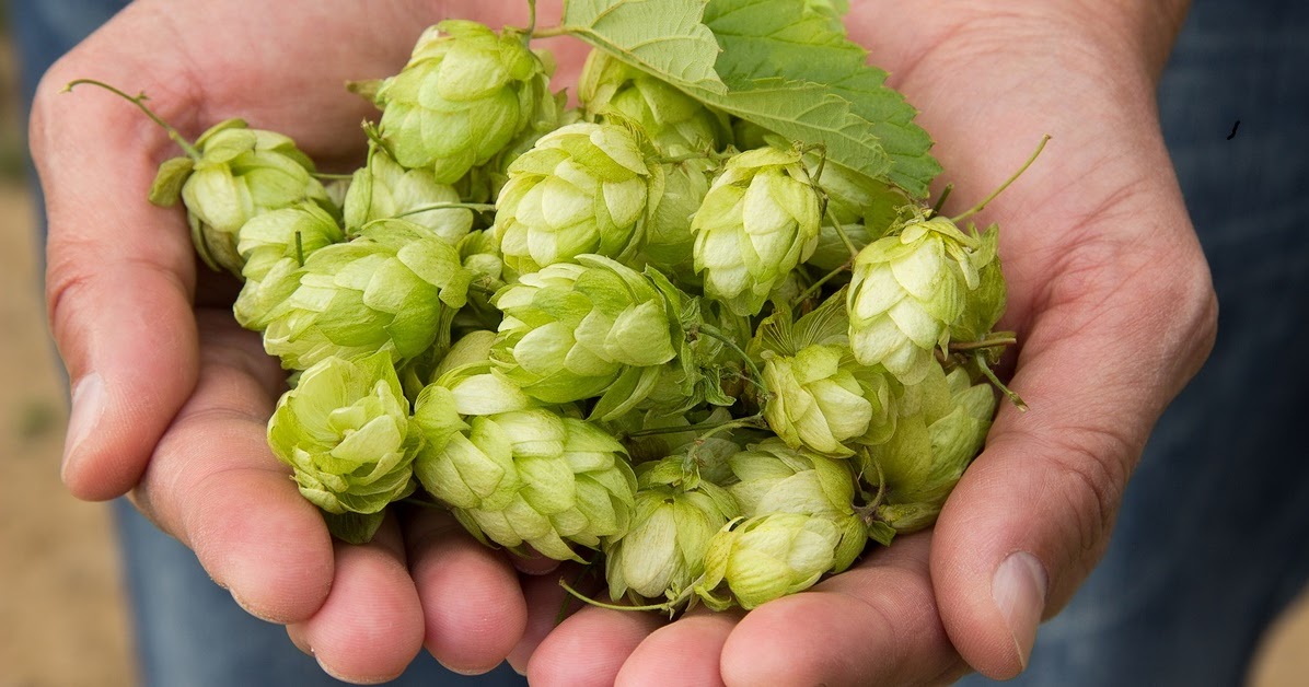 health benefits of hops - health benefits