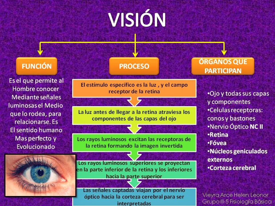 Fisiología Básica Sentido De Visión