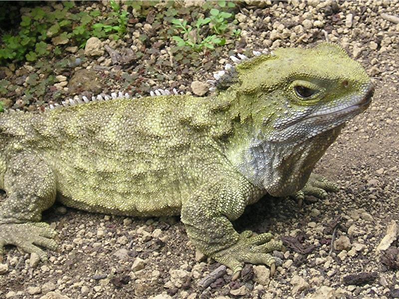 Tuatara - True Wildlife Creatures