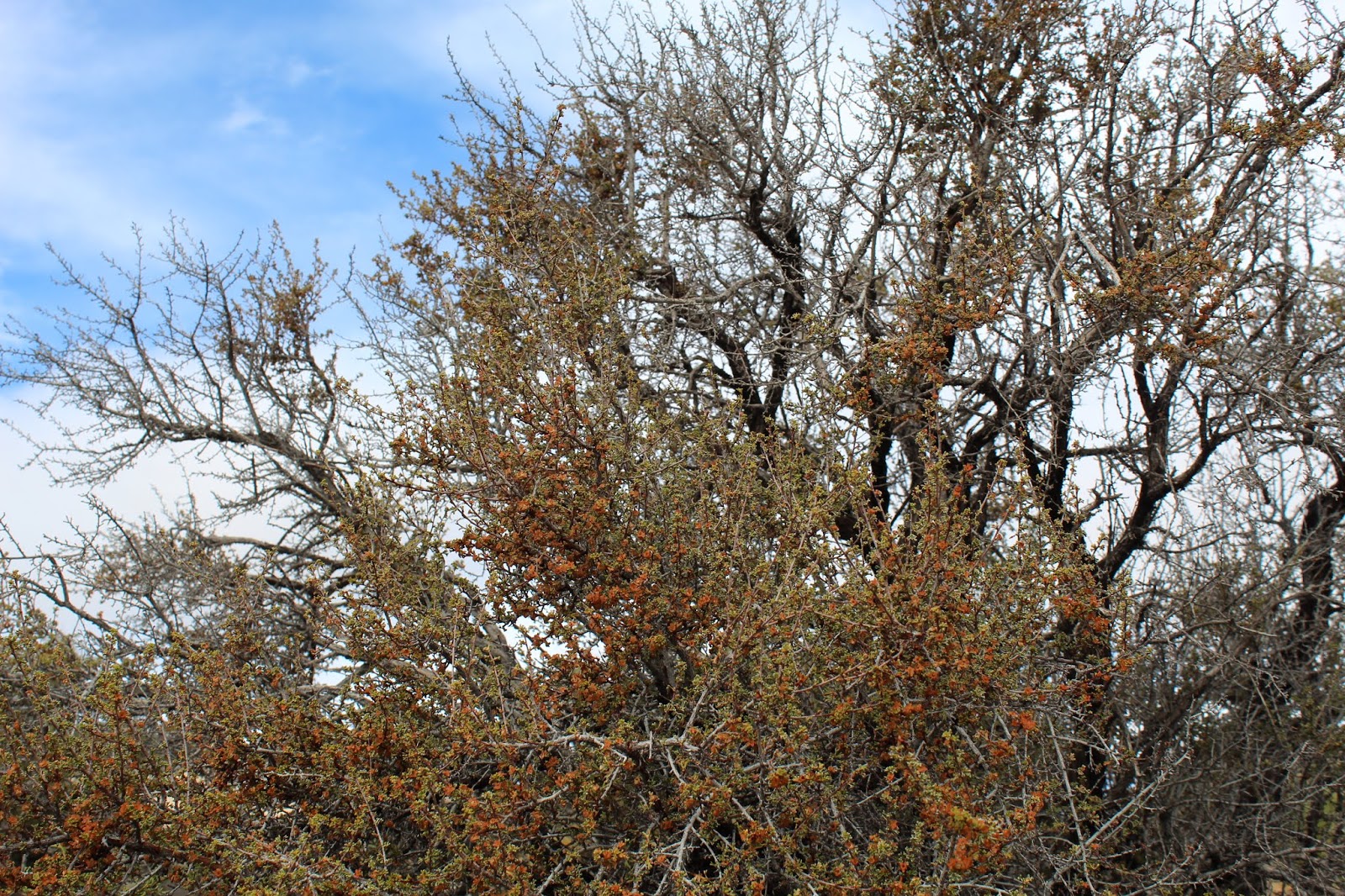 KEYS VIEW SCORPIONS TWO: PURSHIA TRIDENTATA VARIETY GLANDULOSA - DESERT ...