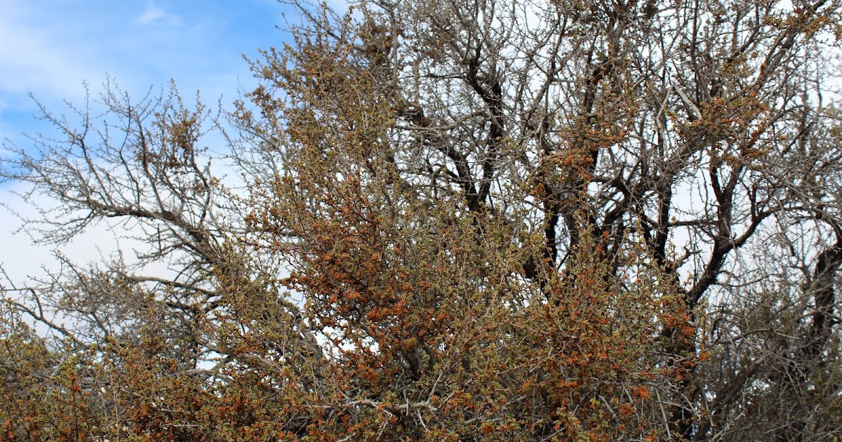KEYS VIEW SCORPIONS TWO: PURSHIA TRIDENTATA VARIETY GLANDULOSA - DESERT ...