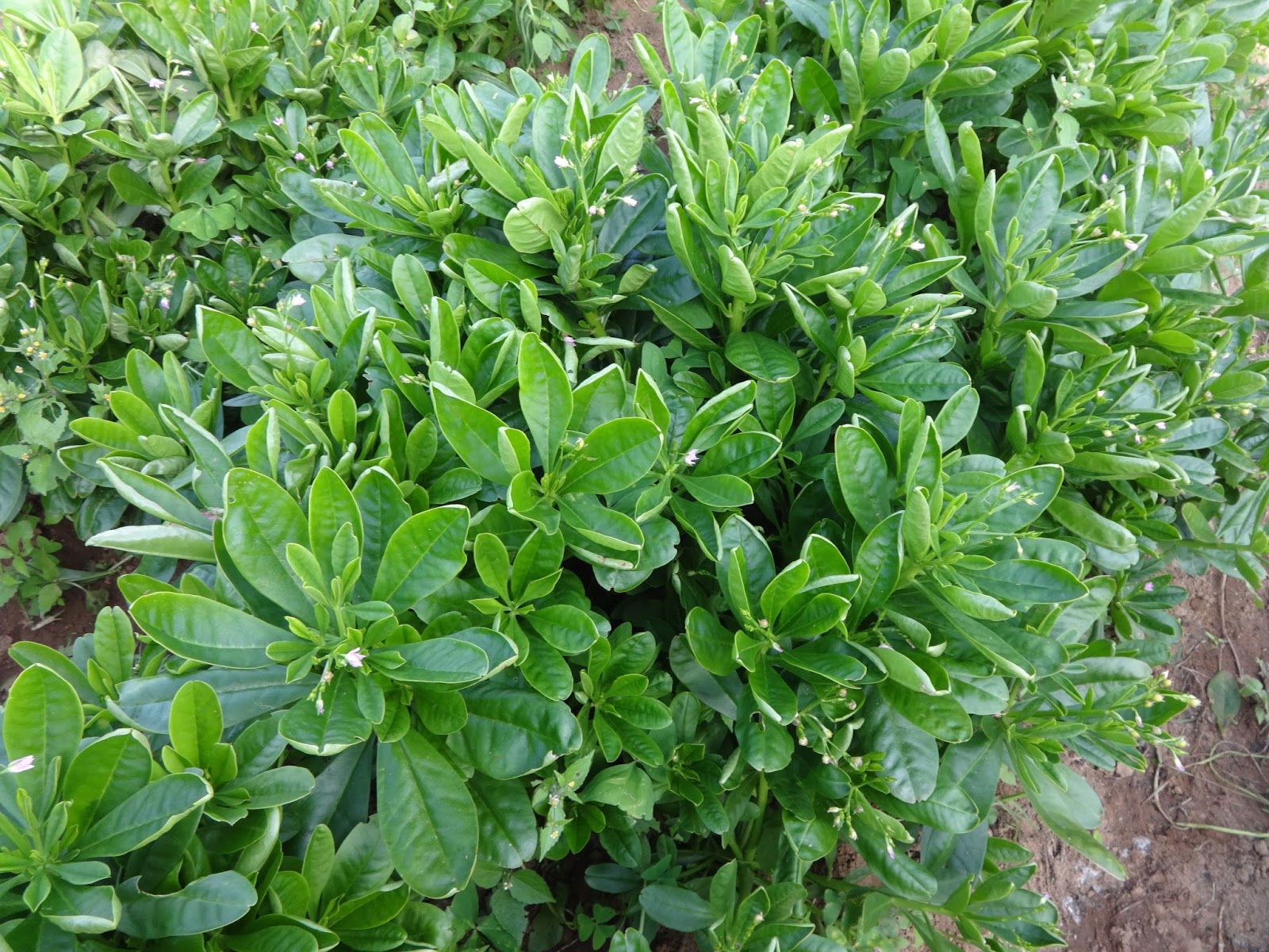 Herbs from Distant Lands: Talinum triangulare - Philippine Spinach ...