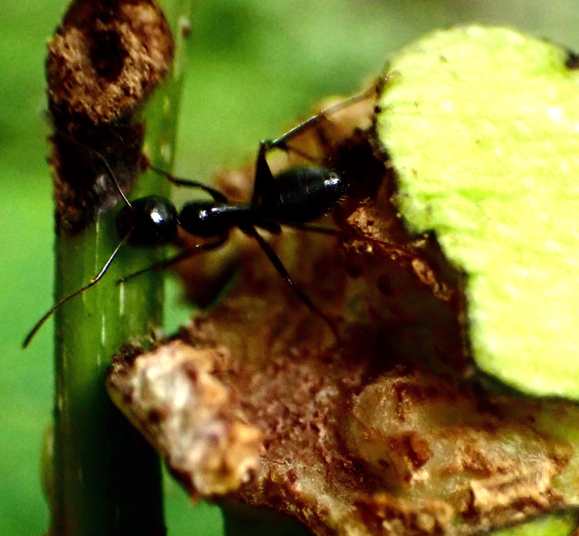 Springfield Plateau: Wild Ginger and Ants