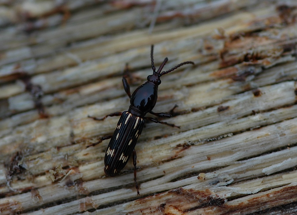 Field Biology in Southeastern Ohio: What's In A Log? Forest Insect Pests!