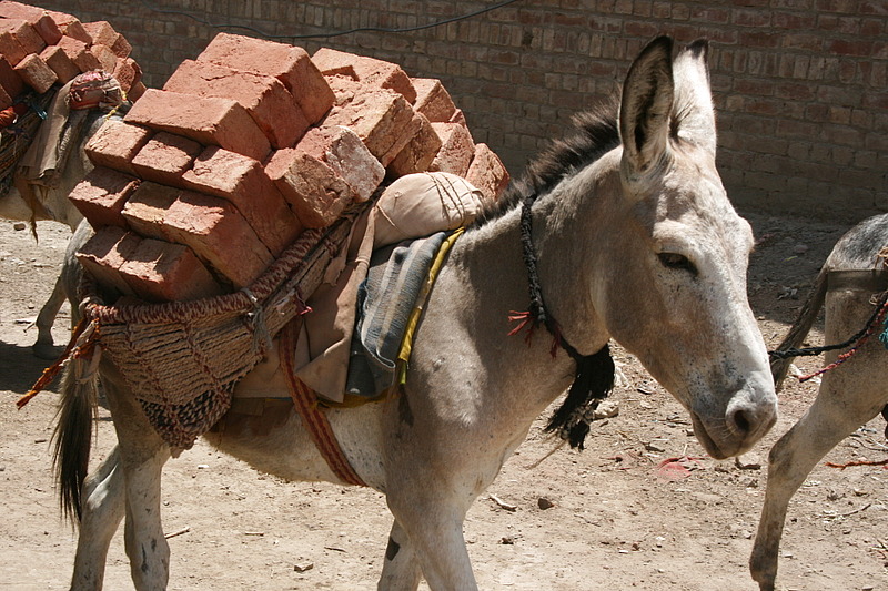 Write... and Ride: In honour of World Donkey Day, please donate and ...