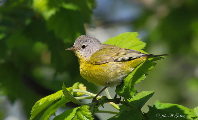 Birding Is Fun!: Wondrous Warblers